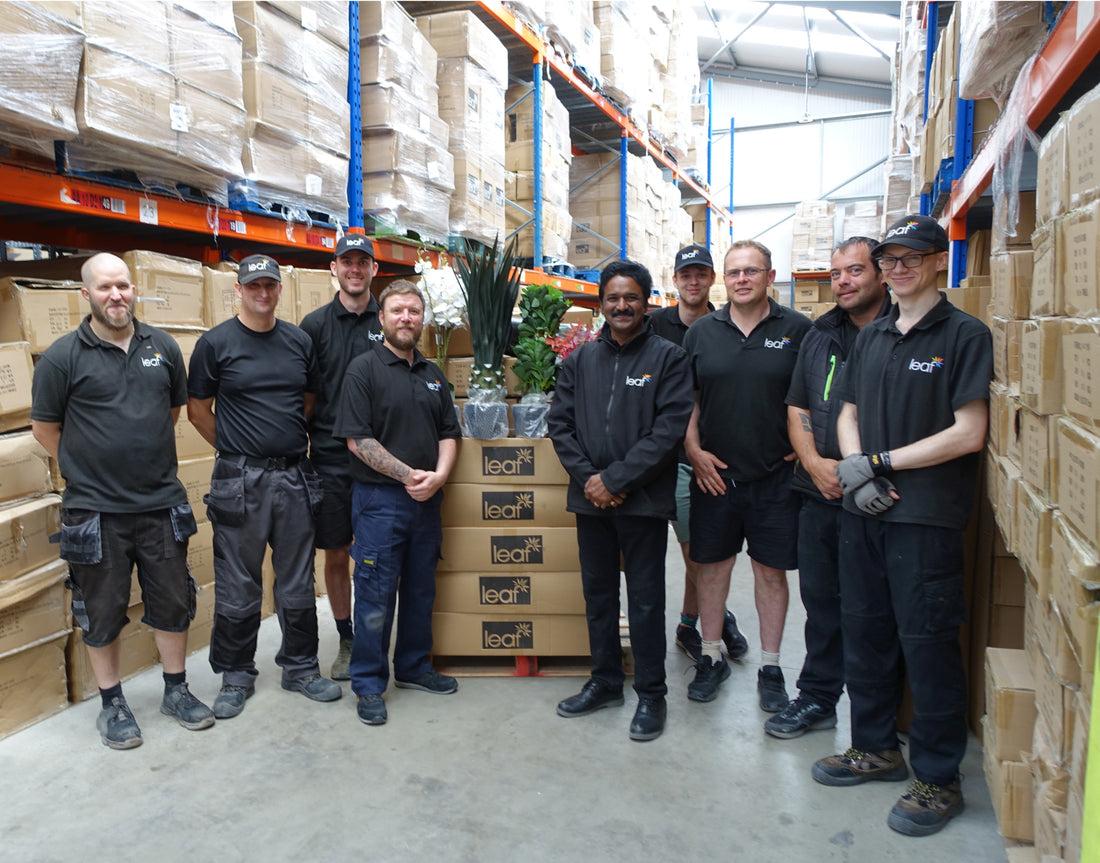 Artificial Bay Trees Natural Straight Trunk Topiary Bay Laurel Ball Tr ...