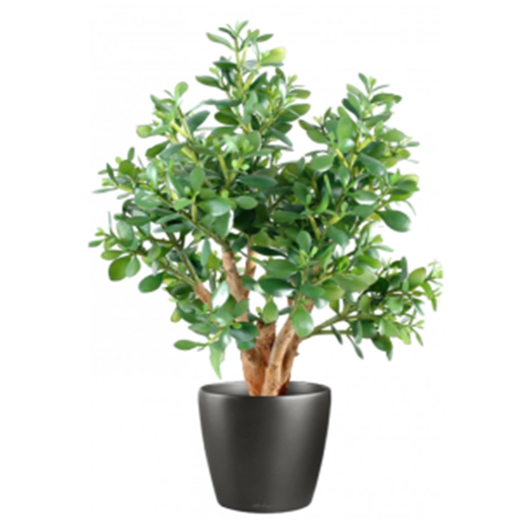 70cm Artificial Deluxe Jade Plant – Leaf Artificial Plants & Trees