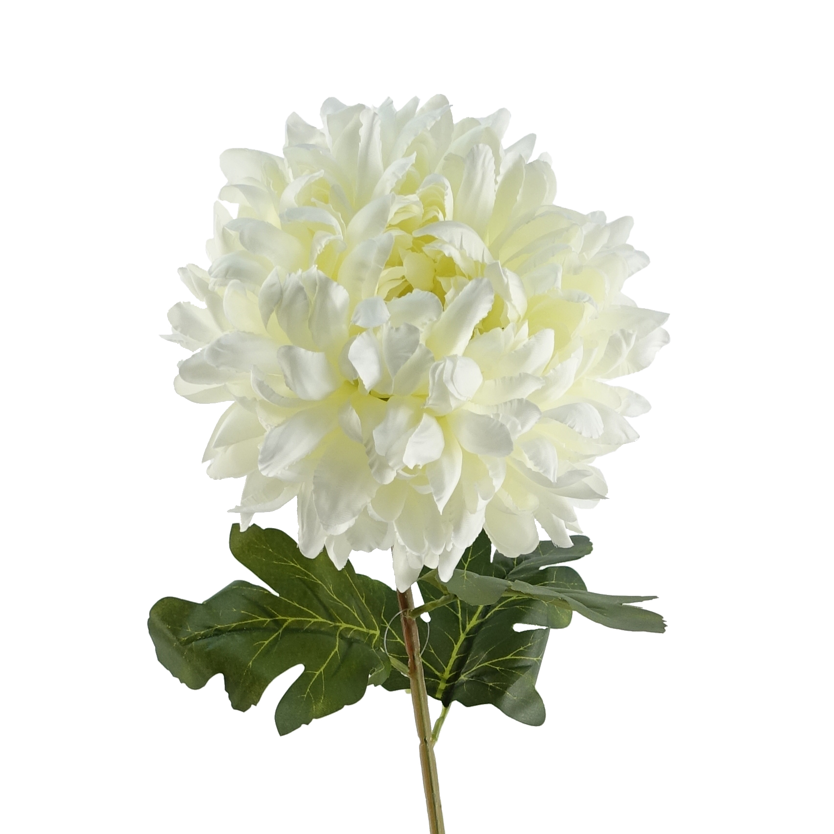 White Chrysanthemum Flower Dwarf White Chrysanthemum Flowering Live