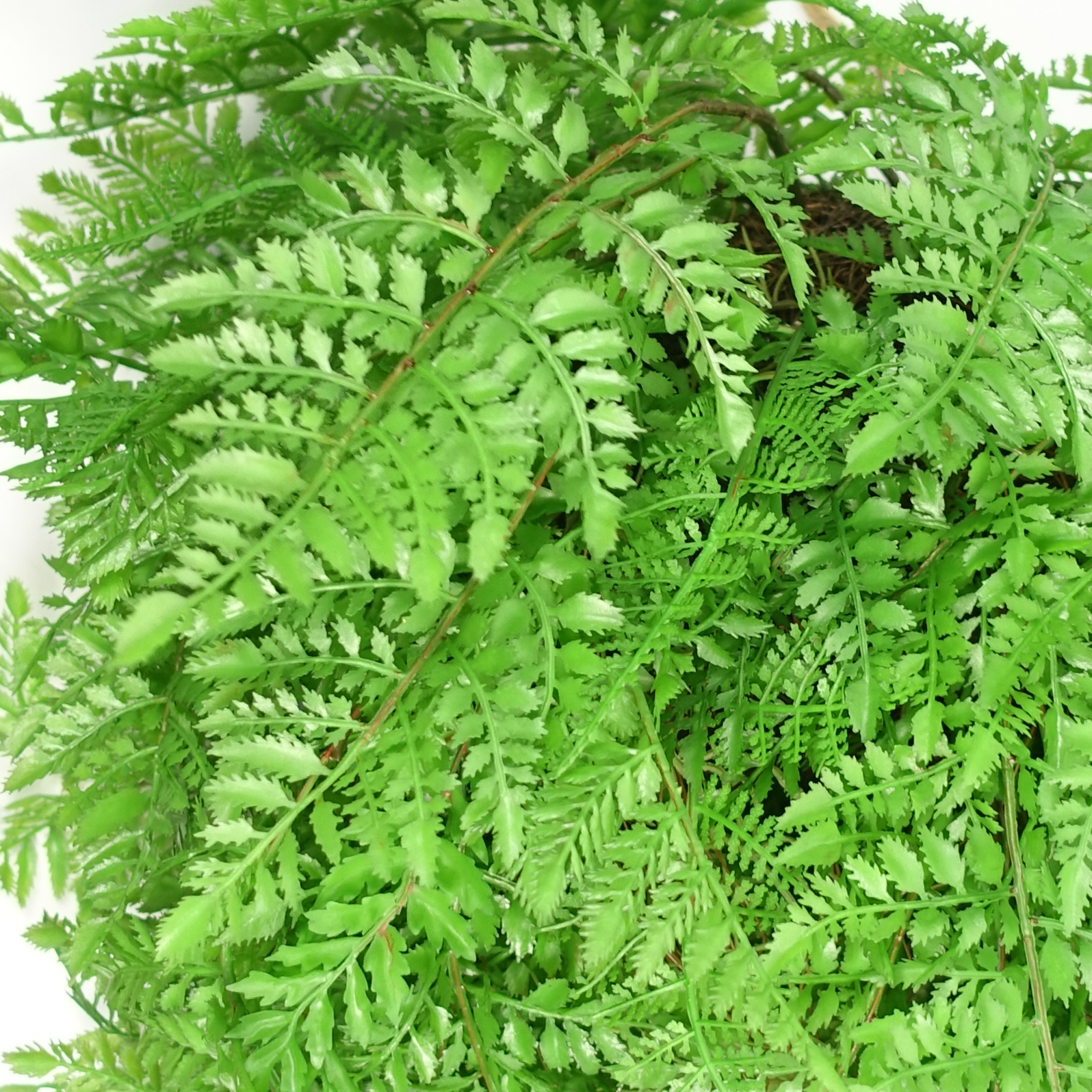 110cm Artificial Hanging Fern Ball – Extra Large – Leaf Artificial ...