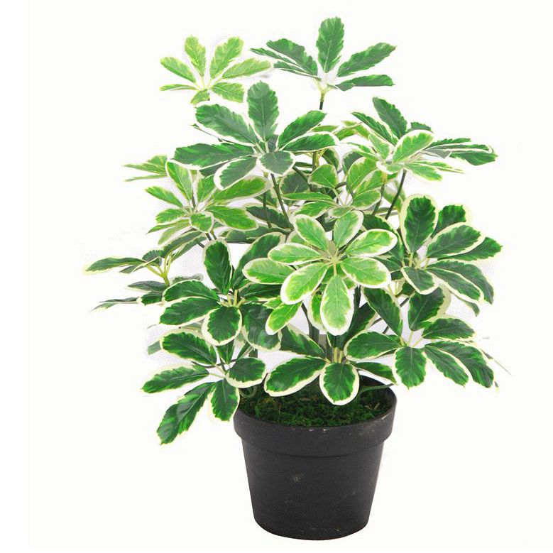 55cm Variegated Artificial Schefflera Arboricola Plant – Leaf ...