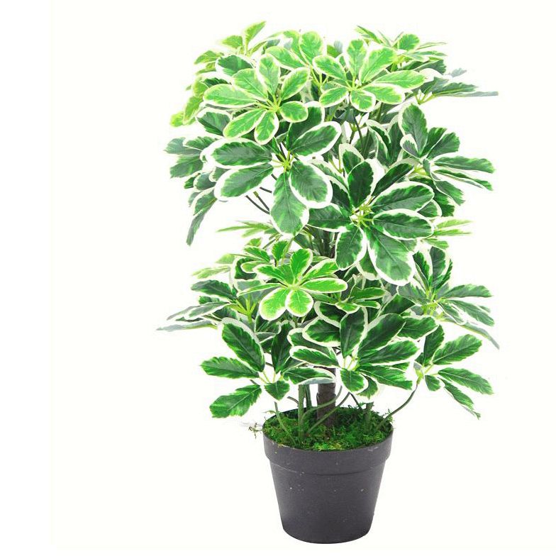 55cm Variegated Artificial Schefflera Arboricola Plant – Leaf ...